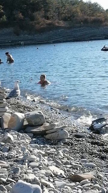 Геленджик. Толстый мыс. Непуганная чайка.