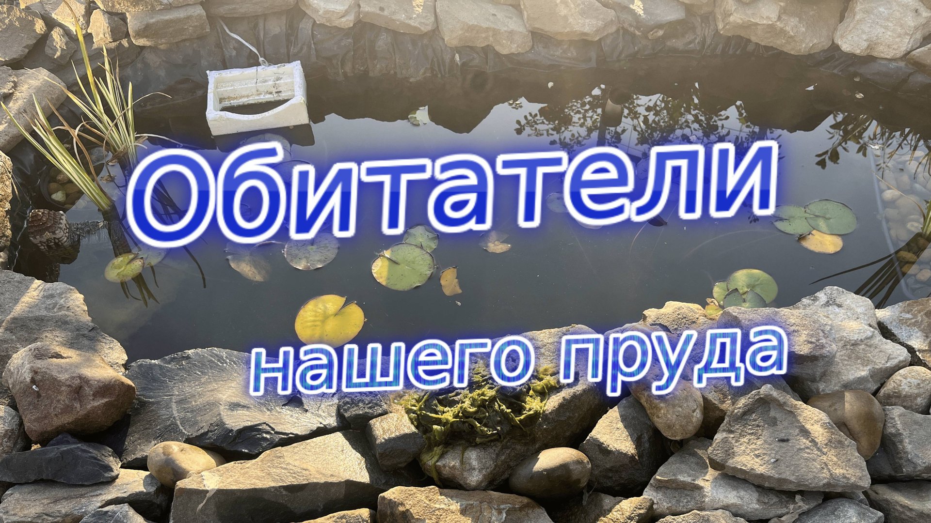 Обитатели нашего пруда