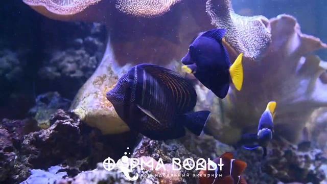 Морской рифовый аквариум «Ворота Солнца» 900 литров