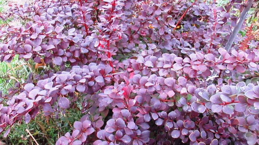 Барбарис тунберга: посадка и обзор сорта Атропурпуреа