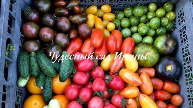Чудесный сад Ирины. Любимые и новые сорта томатов