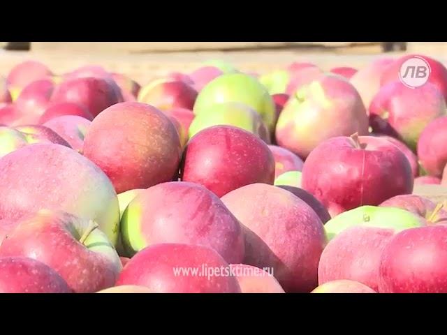 Агрофирма имени 15 лет Октября - сбор яблок 2017г.