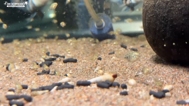 Владимиром Ковалевым. Гурами - классика сквозь века.