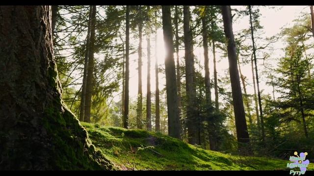 🏵 ШАМАНСКИЙ ТРАНС