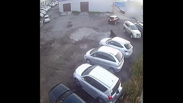 Нападение медведя на водителя