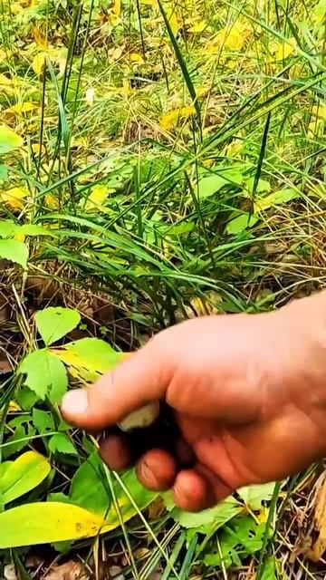 Грибочки малыши 🍄