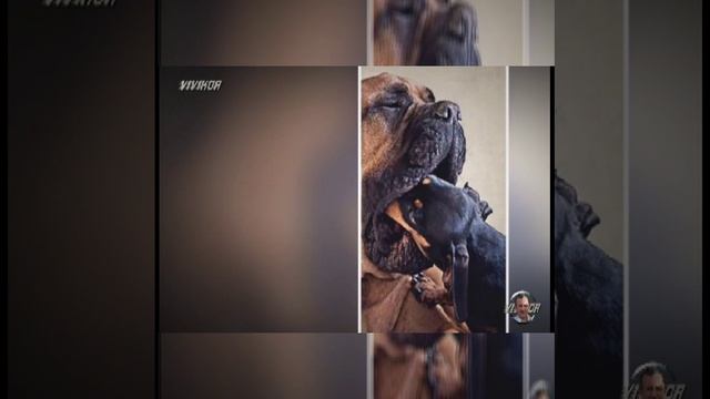 Настоящая любовь.mp4