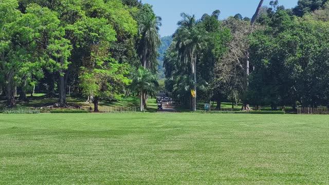 Шри-Ланка: Королевский ботанический сад и дерево цесаревича Николая