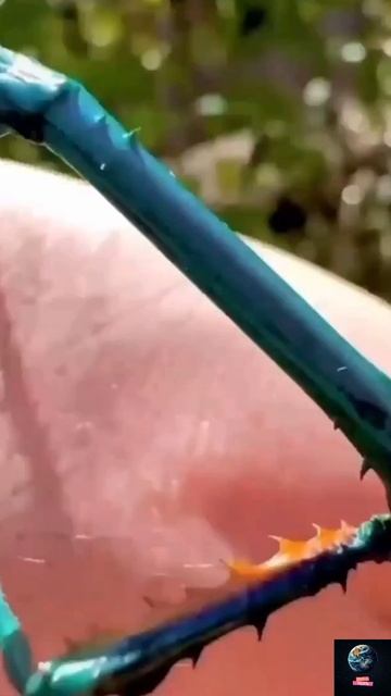 Мадагаскарский палочник Achrioptera fallax. Видите эти красные крылья?