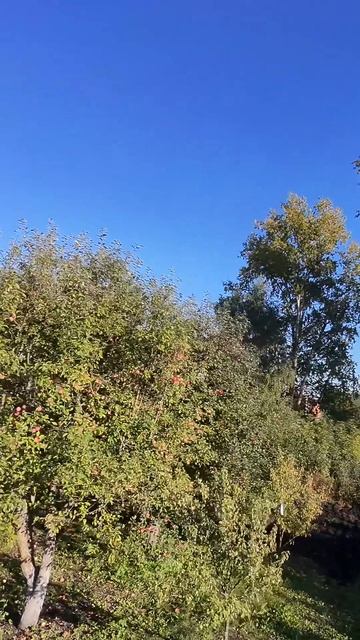 FPV. Яблоки поспели! [шортс]