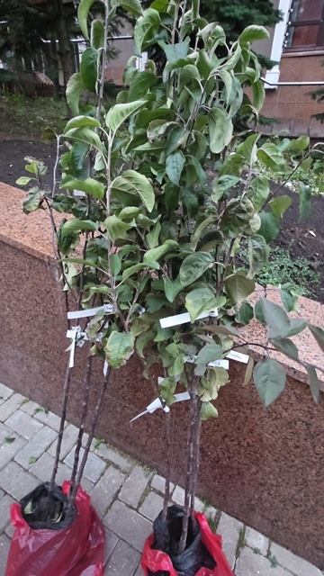 Мичуринское дерево-сад, 3 вида яблонь на 1 дереве, посадила в московский город-сад