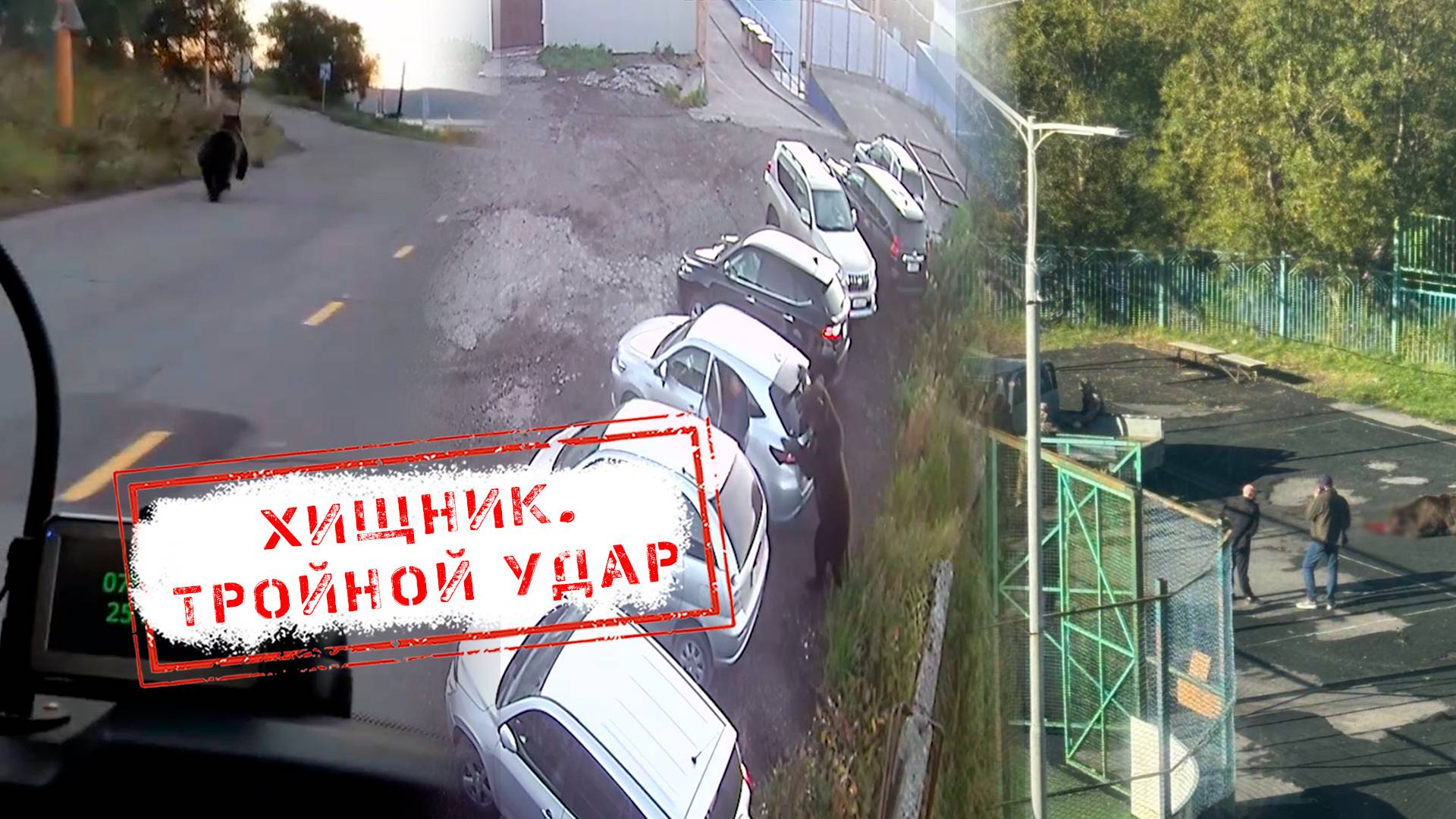 НОВОСТИ КАМЧАТКИ: ХИЩНИК. ТРОЙНОЙ УДАР