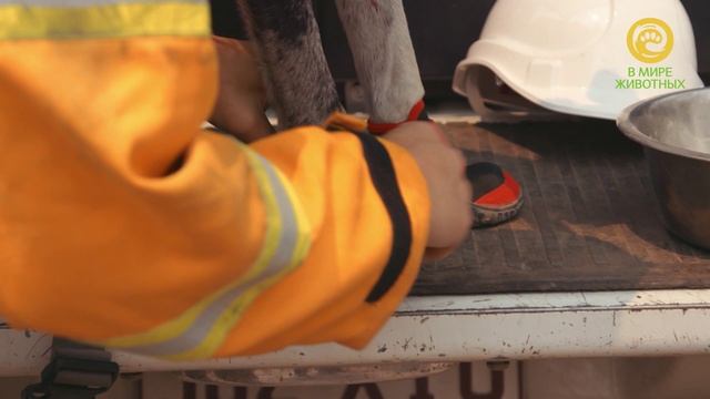 Спаситель коал. Анонс. Канал В Мире Животных