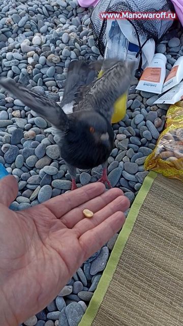 Кто смел тот и съел 2