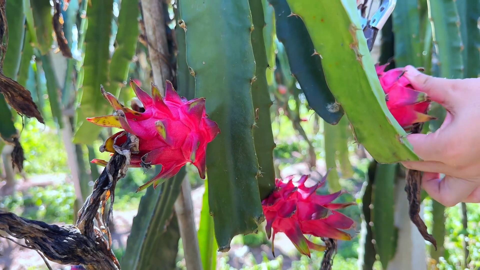 Сяо Ли - Драконий фрукт маленький и сладкий