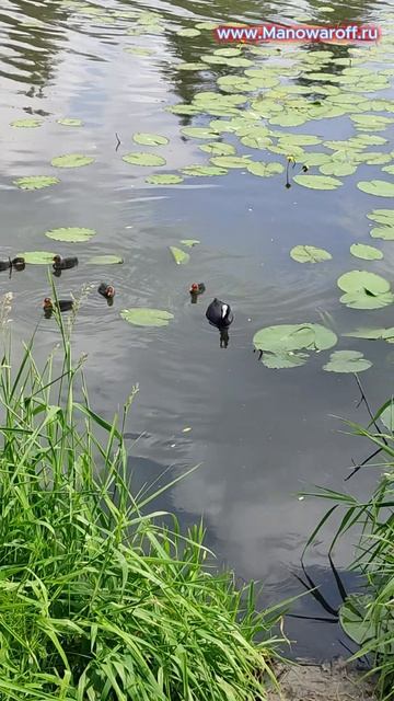 Как выглядят птенцы лысухи