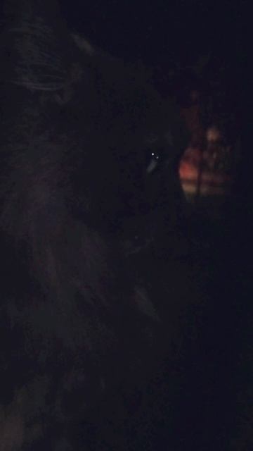 Мои усатые друзья..Фифа..Про тех кто живёт рядом..