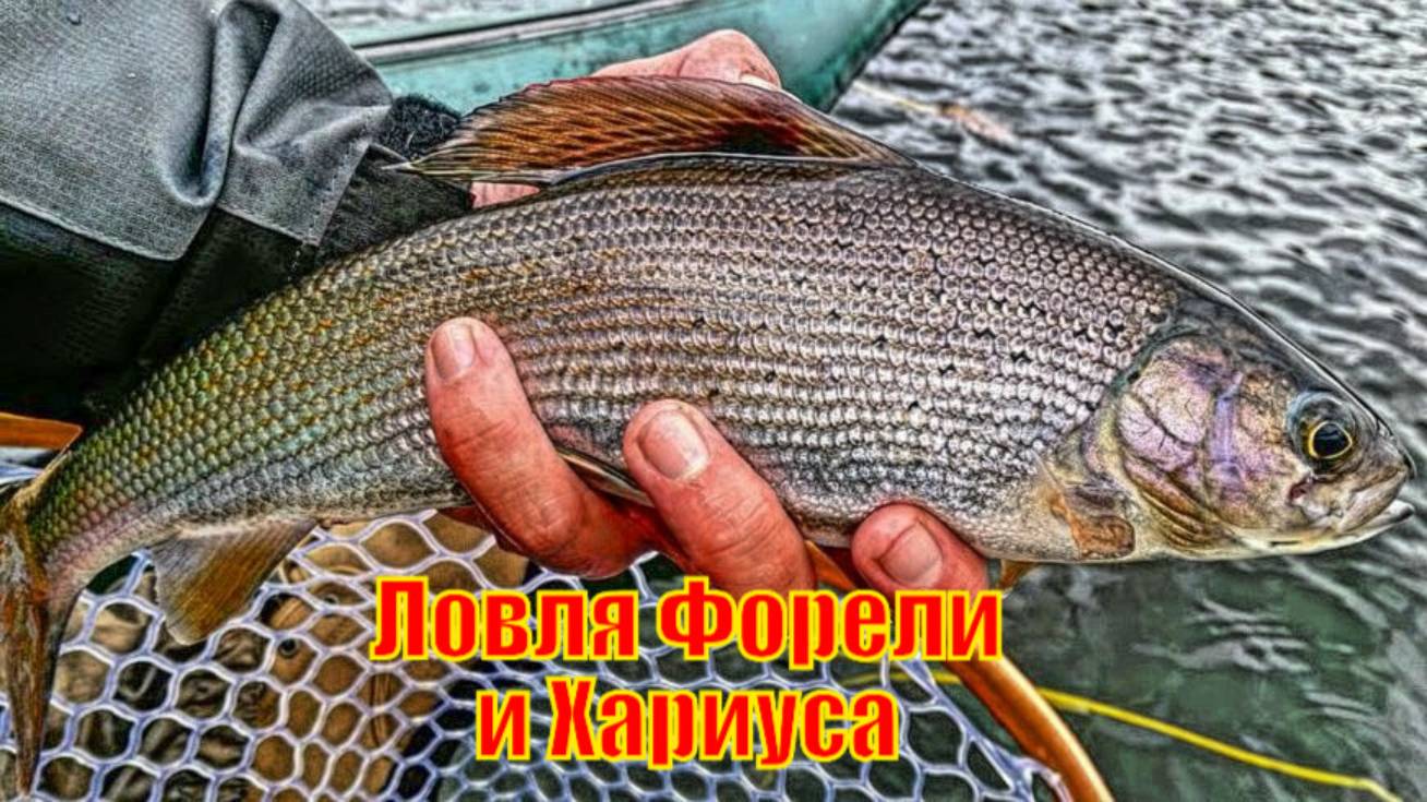 Ловля Форели и Хариуса
