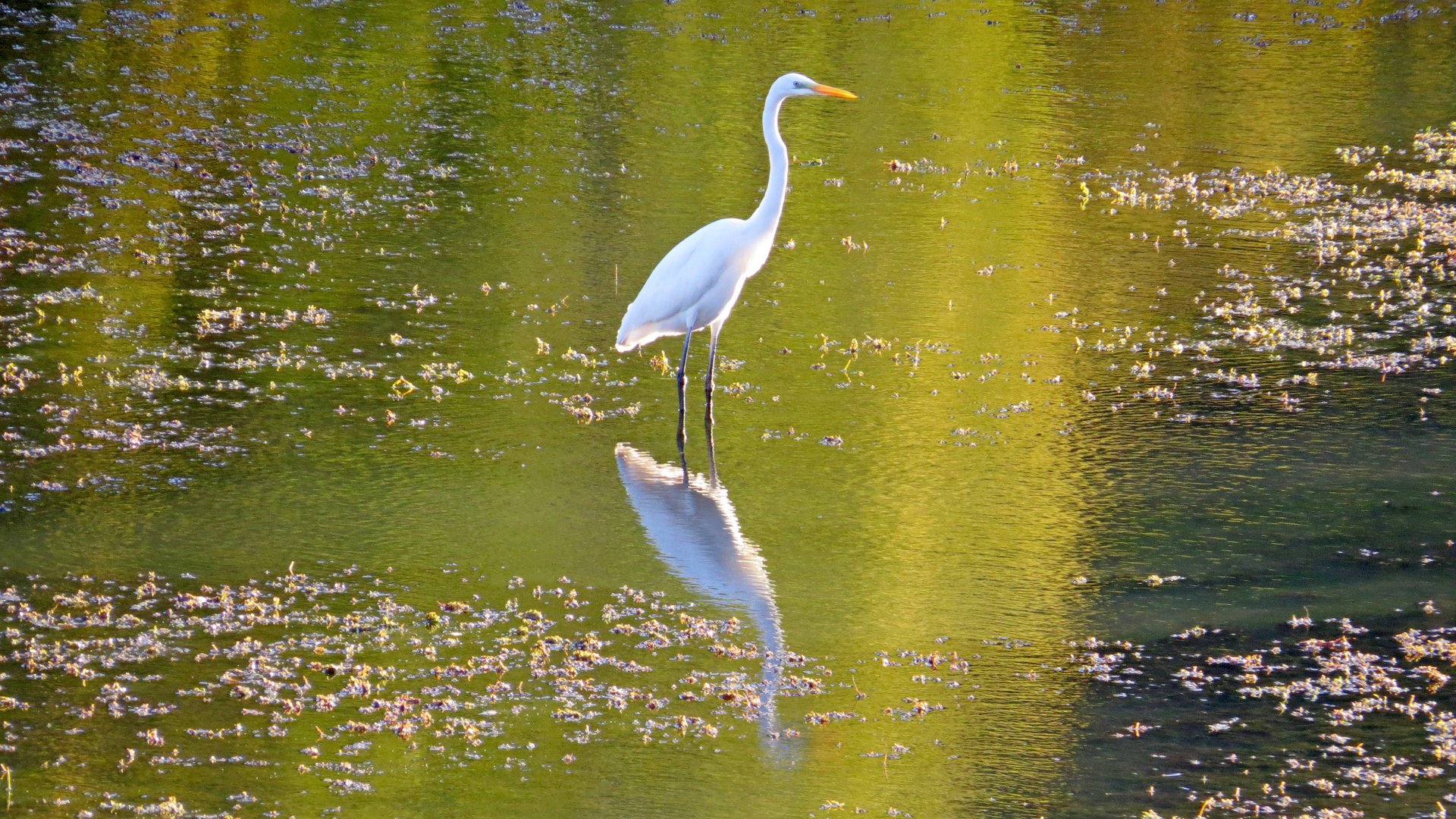 Белая цапля. Грация и красота!