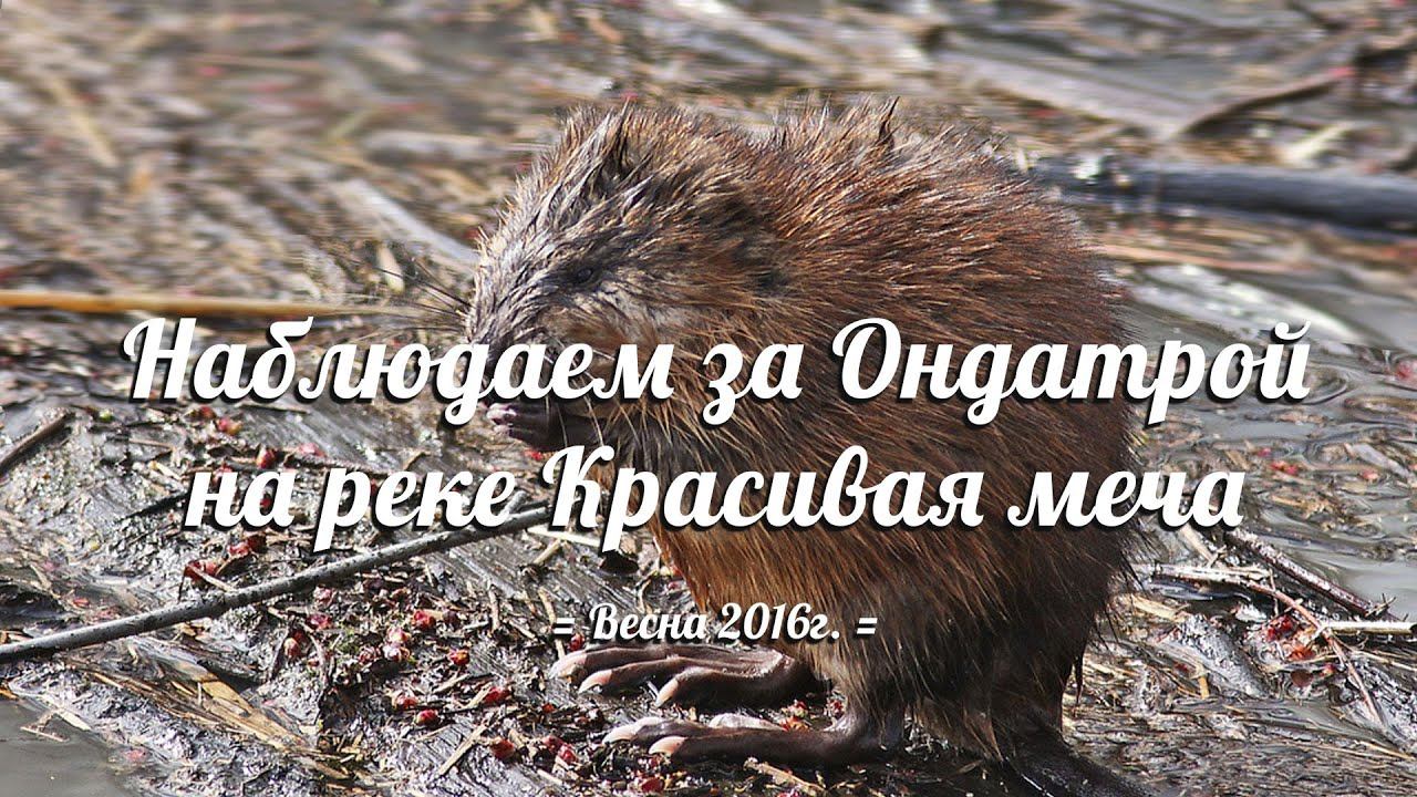 Наблюдаем за ондатрой на реке Красивая меча.