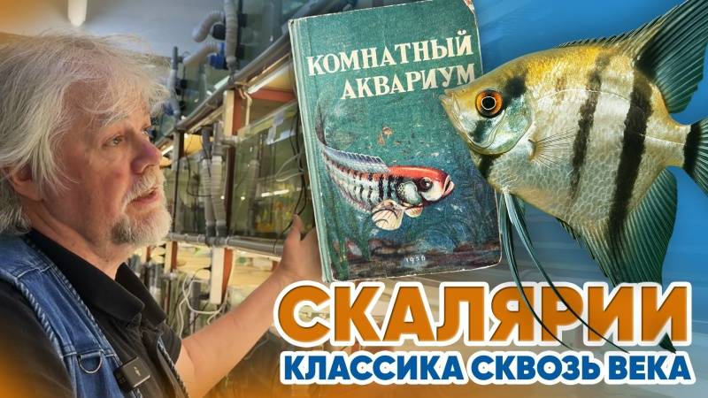 Владимиром Ковалёвым СКАЛЯРИИ. Классика сквозь века.