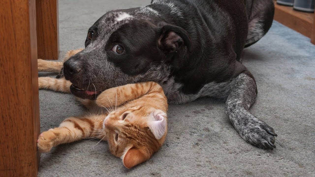 ПРИКОЛЫ С ЖИВОТНЫМИ ДО СЛЕЗ #218 Смешные КОТЫ И СОБАКИ  Приколы