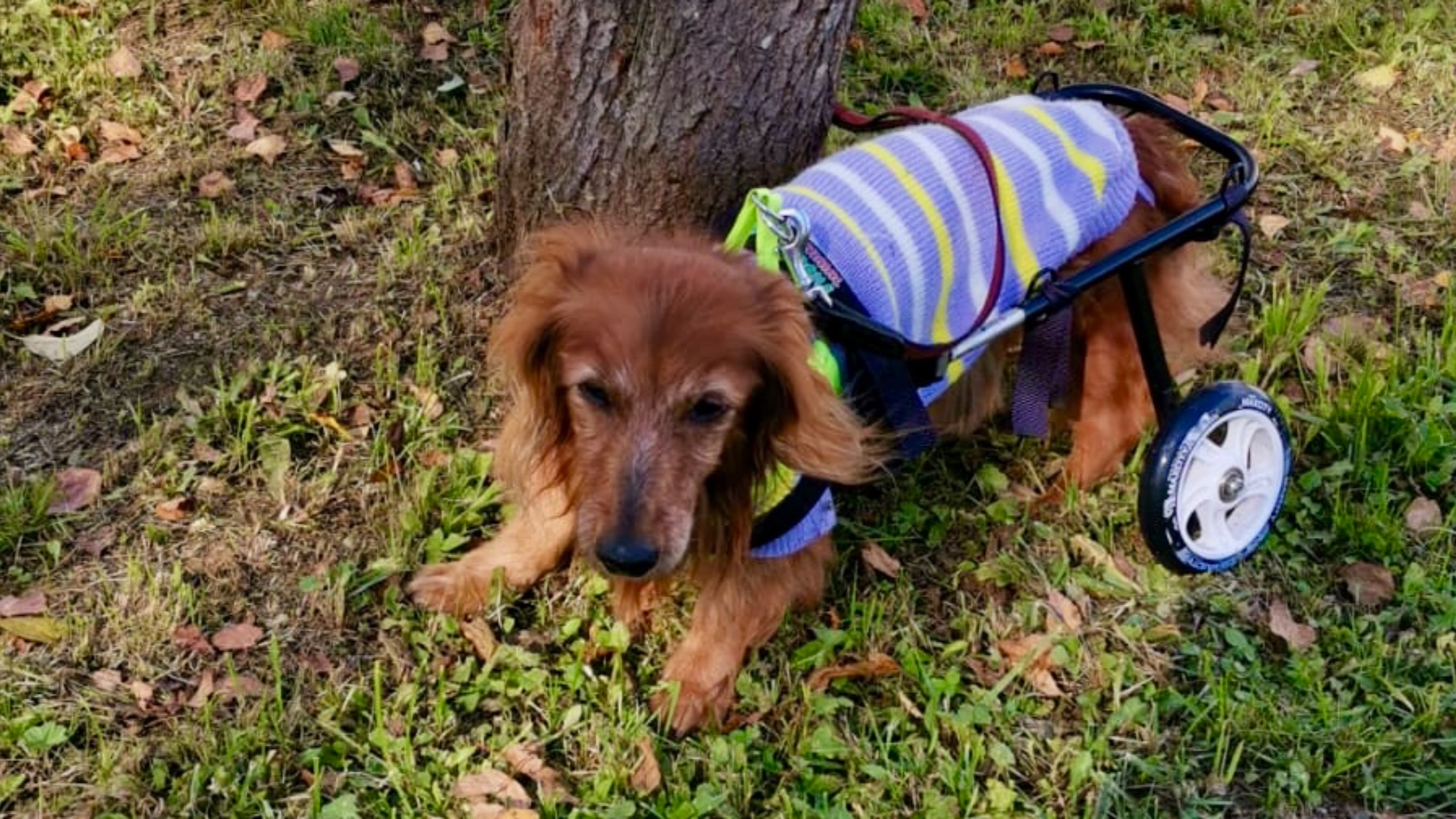 Коляска-тренажер для возрастной собаки