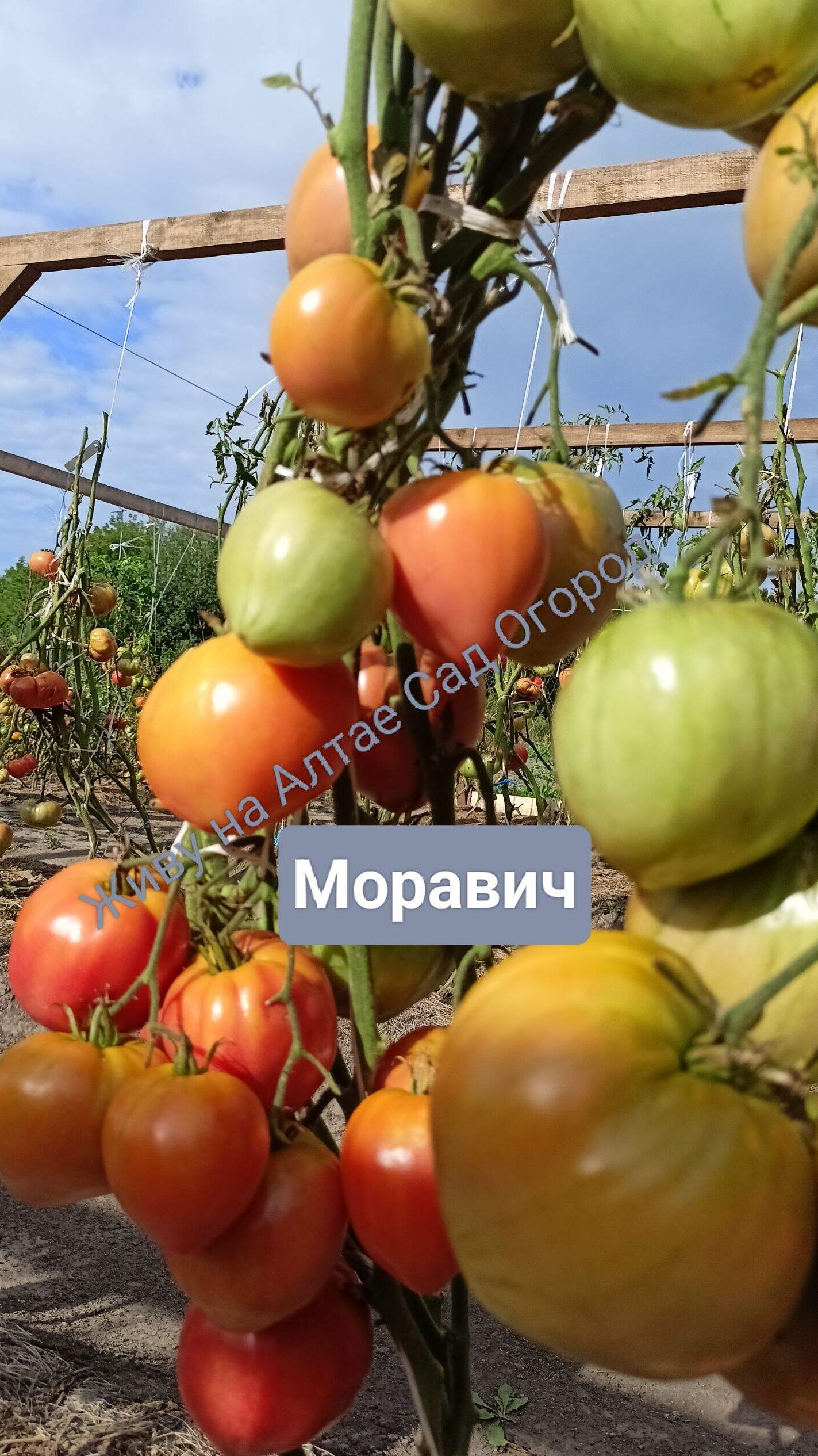 Томат из Сербии на Алтае