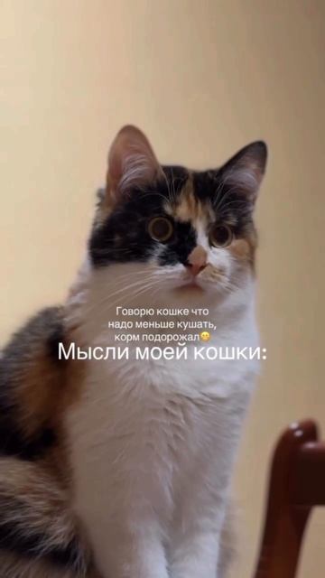 Мысли кошки про мою экономию.