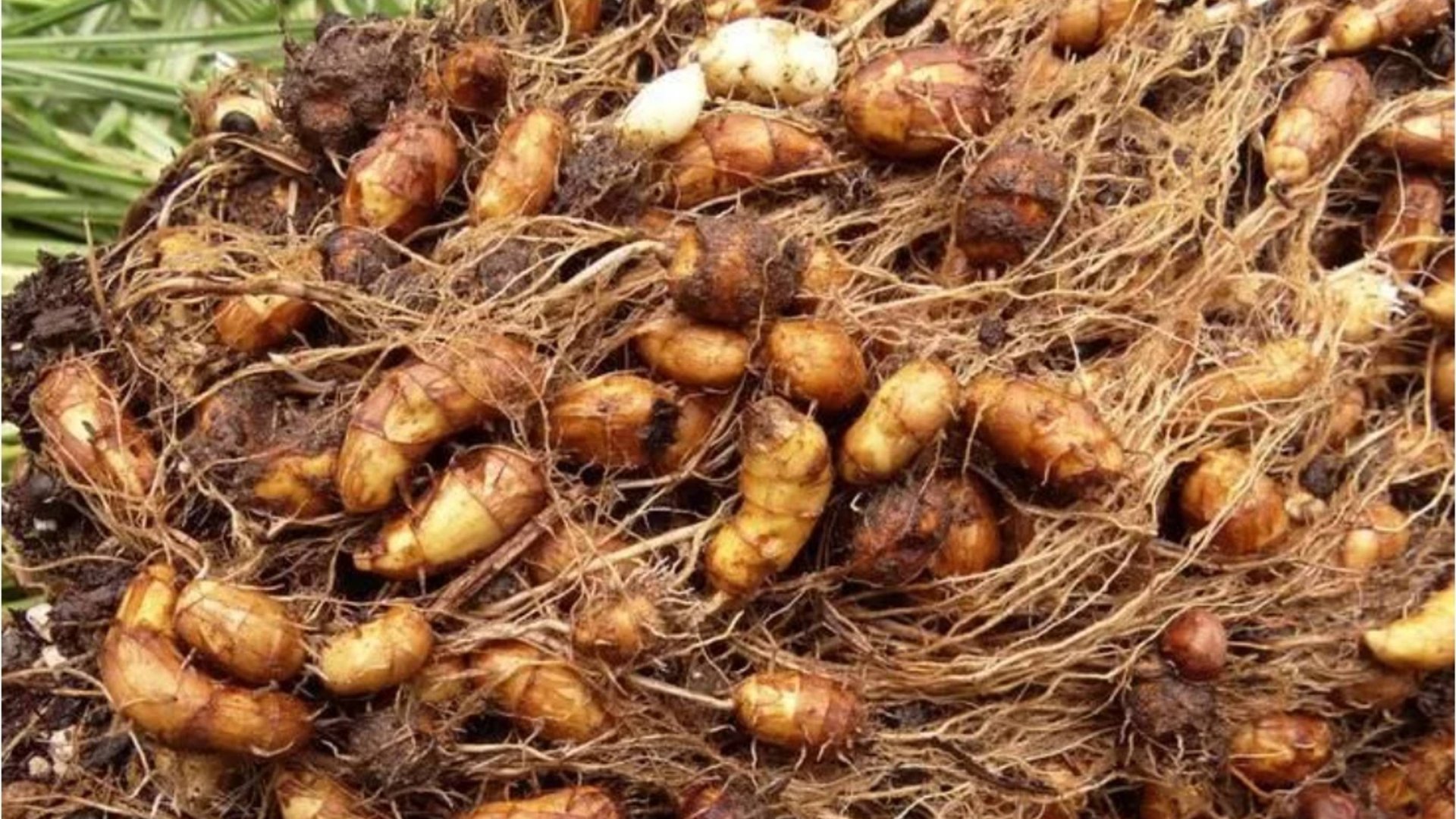 259 клубеньков чуфы выкопаны! Рассказываю, как выращивала удивительную чуфу.