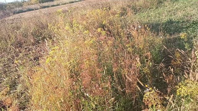 Сентябрьская страда - Подготовка огорода к пахоте...