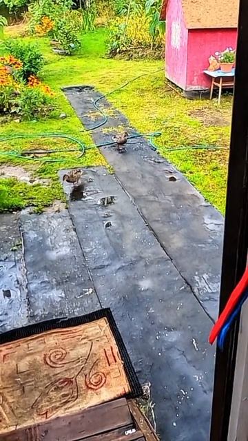 Пришли в гости🦆