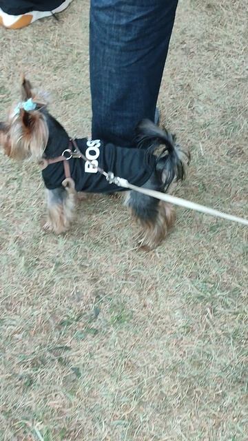 Вот такой бос.