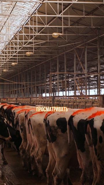 👀За кулисами фермы: один день из жизни наших специалистов
