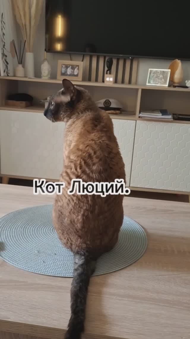 Кот Люций