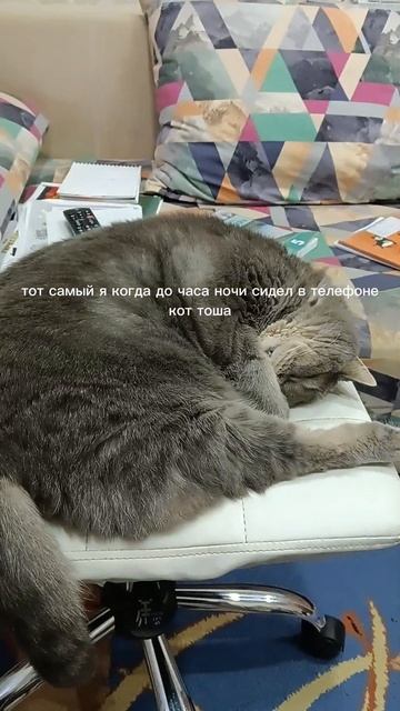 я когда сидел в телефоне до часу ночи. кот Тоша 😺