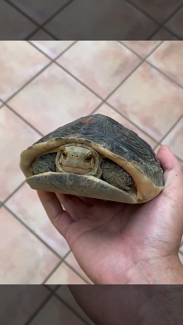 Коробчатые черепахи.