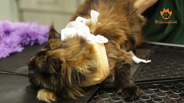 РИЛС для бизнеса: Процедура перевязки