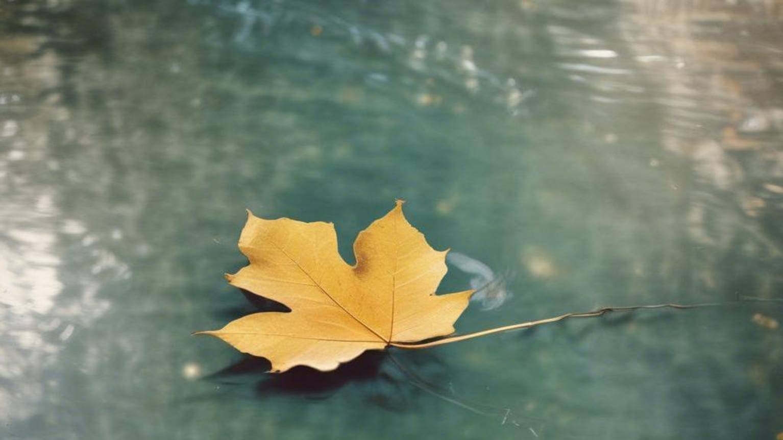 05+Мой Ковчег