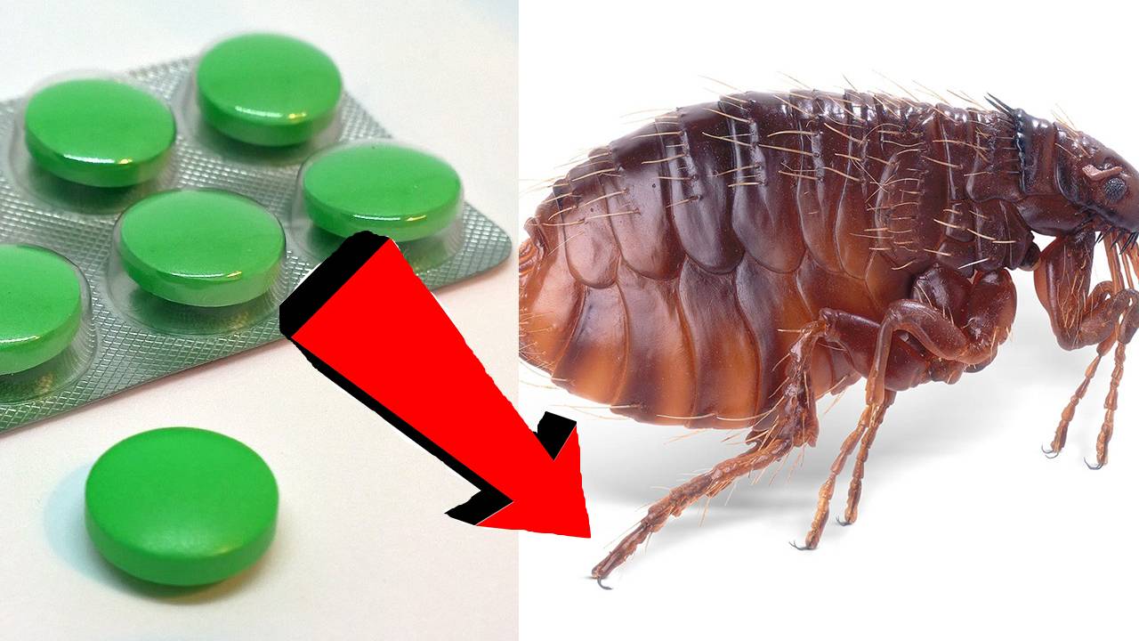 Как избавиться от блох в доме За 3 минуты.!!!.