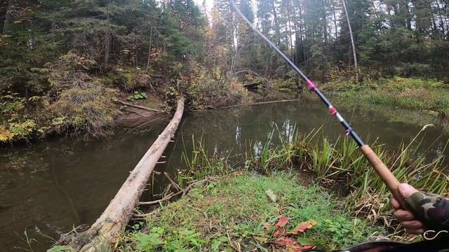 Поклёвки хариуса
