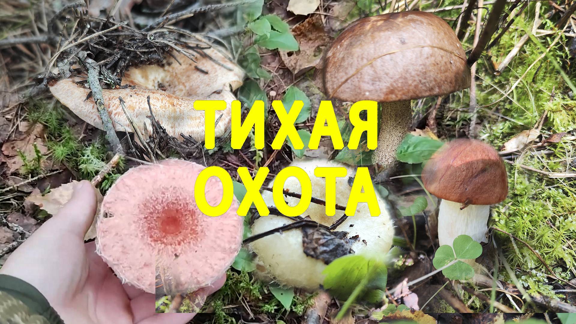 Что растет в лесу в середине сентября? Наш грибной улов