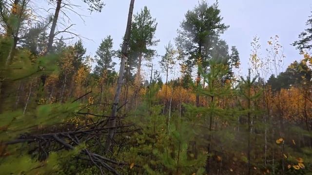 Прогулка за рябчиком