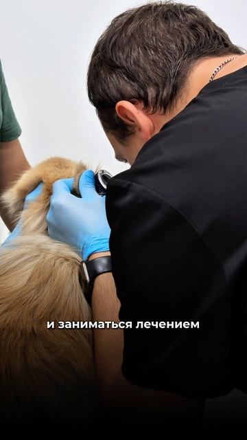 ✨ Продолжаем знакомство с тем, кто дарит улыбки и ясный взгляд! ✨ 🐾