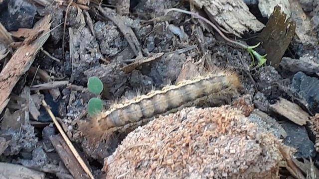 гусеница бабочки медведицы (Spilosoma lutea)
