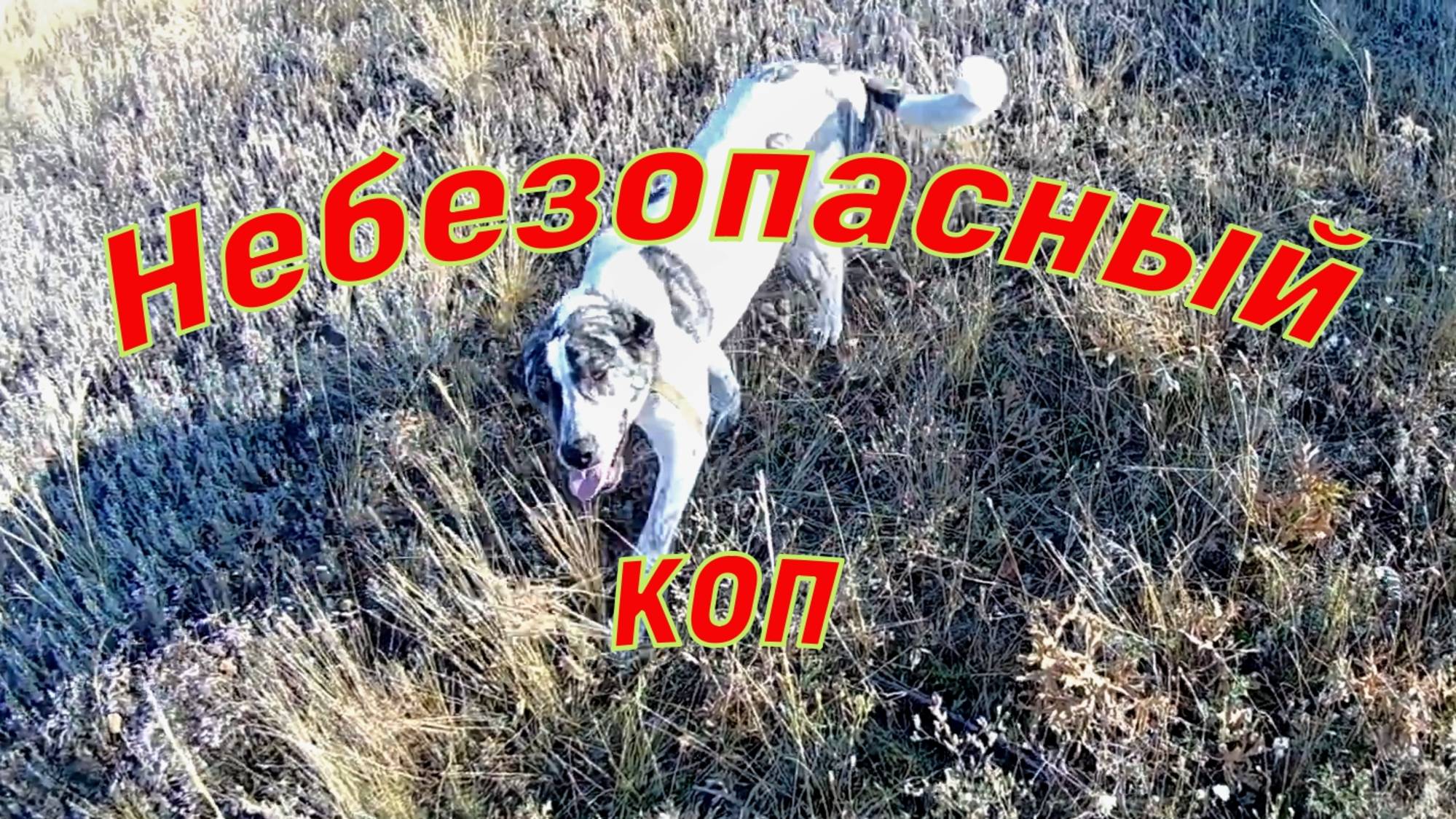 Встреча с Волкодавом. Небезопасный коп.