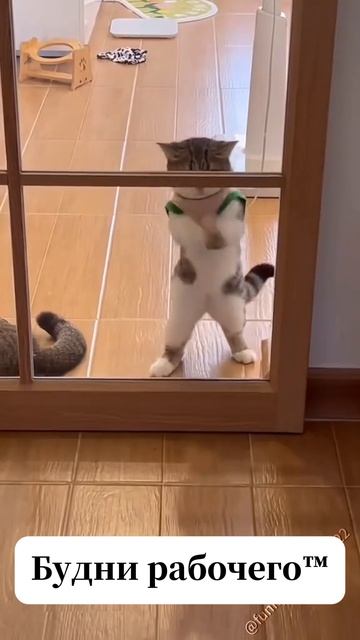 Смотрим рилсы