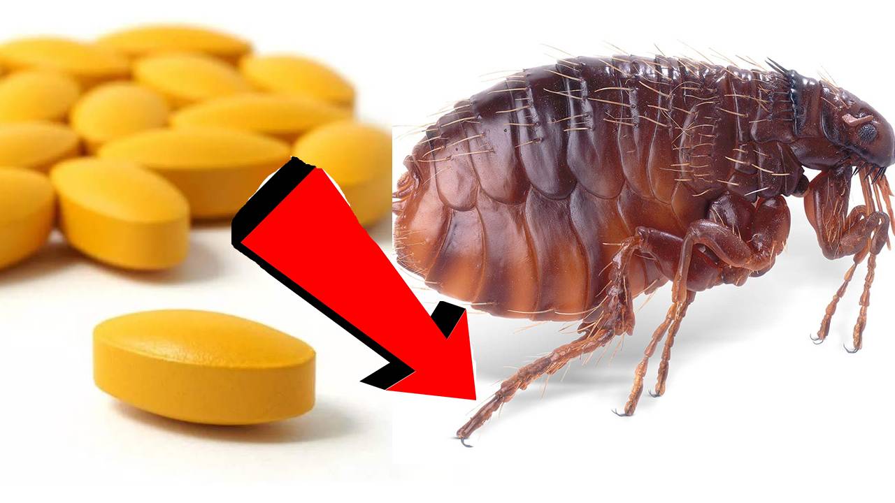 Как избавиться от блох в доме За 3 минуты.!!!