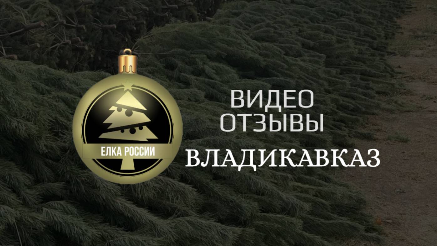 🎄Новогодняя Елка Оптом | видеоотзыв ОСЕТИЯ
