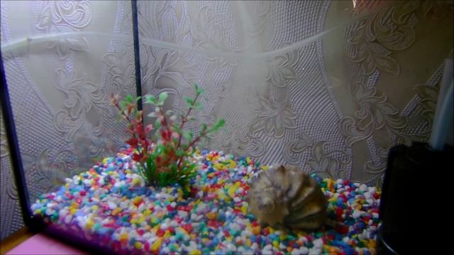 Запуск аквариума с мальками Гуппи